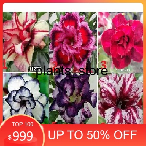 Jual Paket Hemat 6 Pohon Bibit Bunga Adenium - Kamboja Jepang Bunga ...