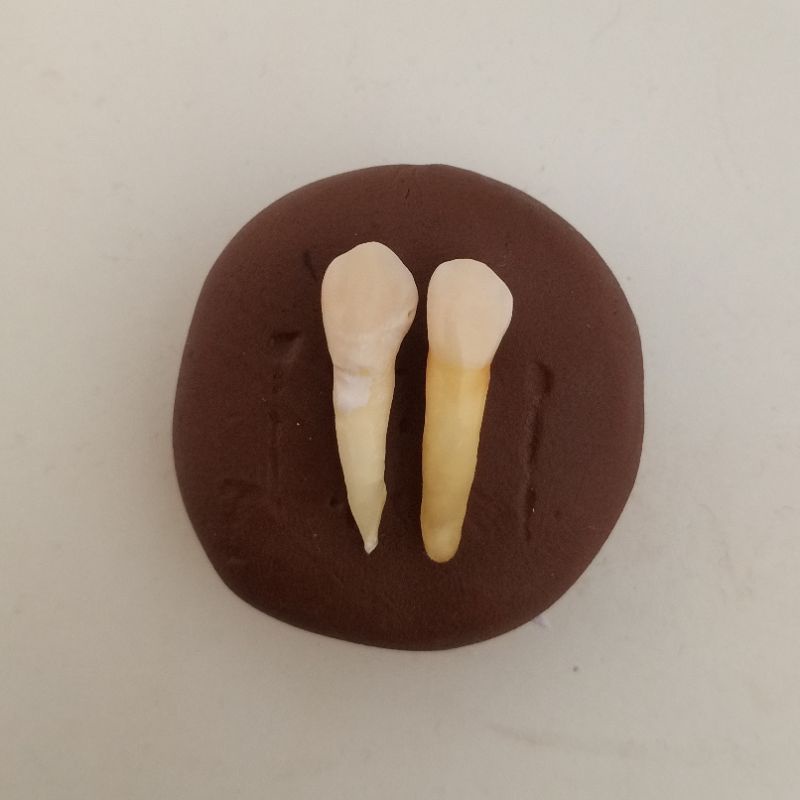 Jual Gigi Asli Praktikum Skillslab Fkg Gigi kaninus/ canine/ caninus ...