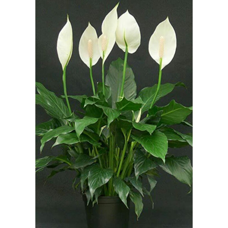 Jual bunga sepatu pilum/peace lily | Shopee Indonesia