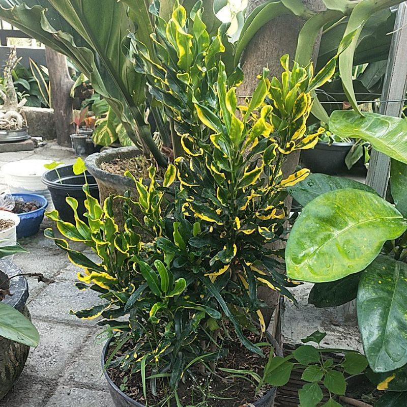 Jual puring jari | Shopee Indonesia