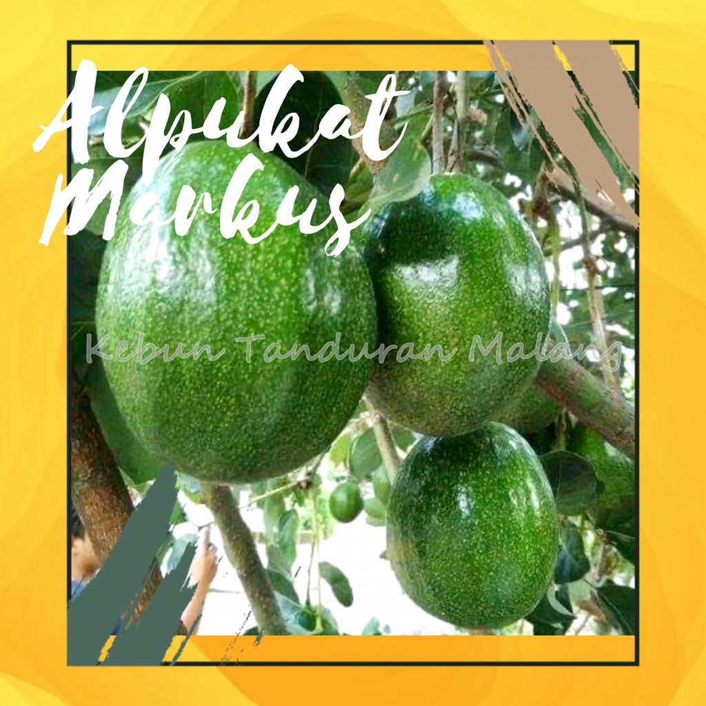 Jual Bibit Alpukat Markus -Tanaman Buah Alpukat jumbo Markus kualitas ...