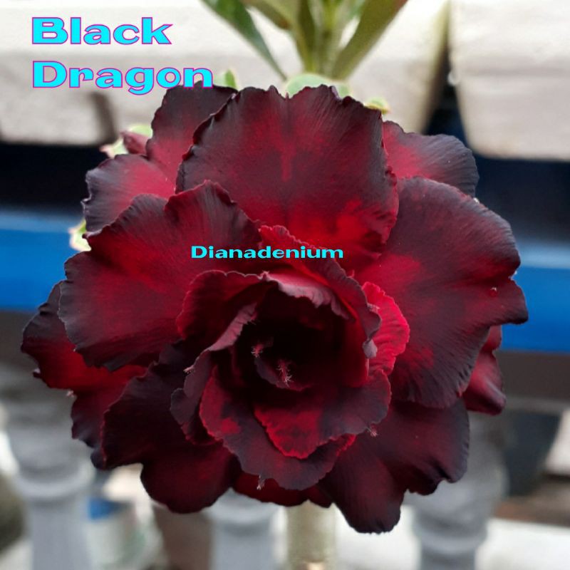 Jual Adenium Black Dragon | Shopee Indonesia