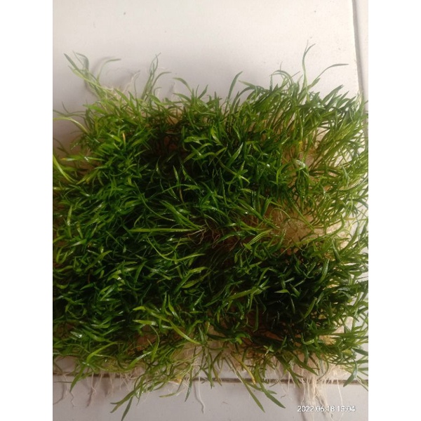 Jual Liliopsis-Lilaeopsis brasiliensis super lebar aquascape | Shopee ...