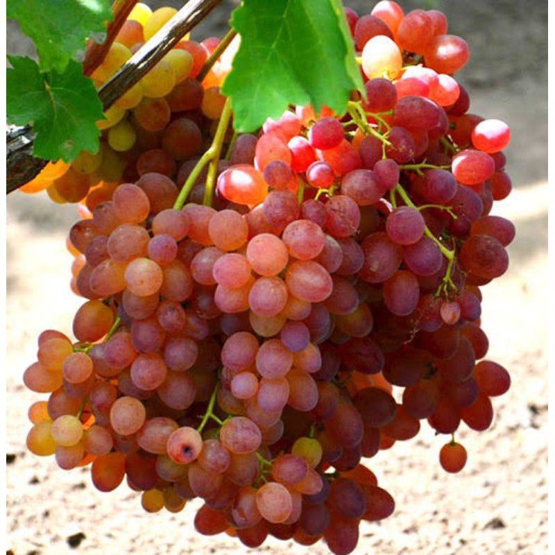 Jual Bibit anggur veles | Shopee Indonesia