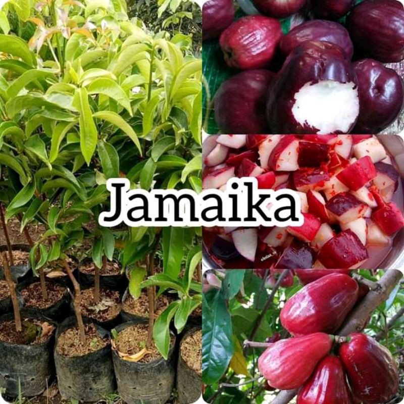 Jual Bibit Jambu Air Darsono Hasil Stek Okulasi Cepat Berbuah | Shopee ...