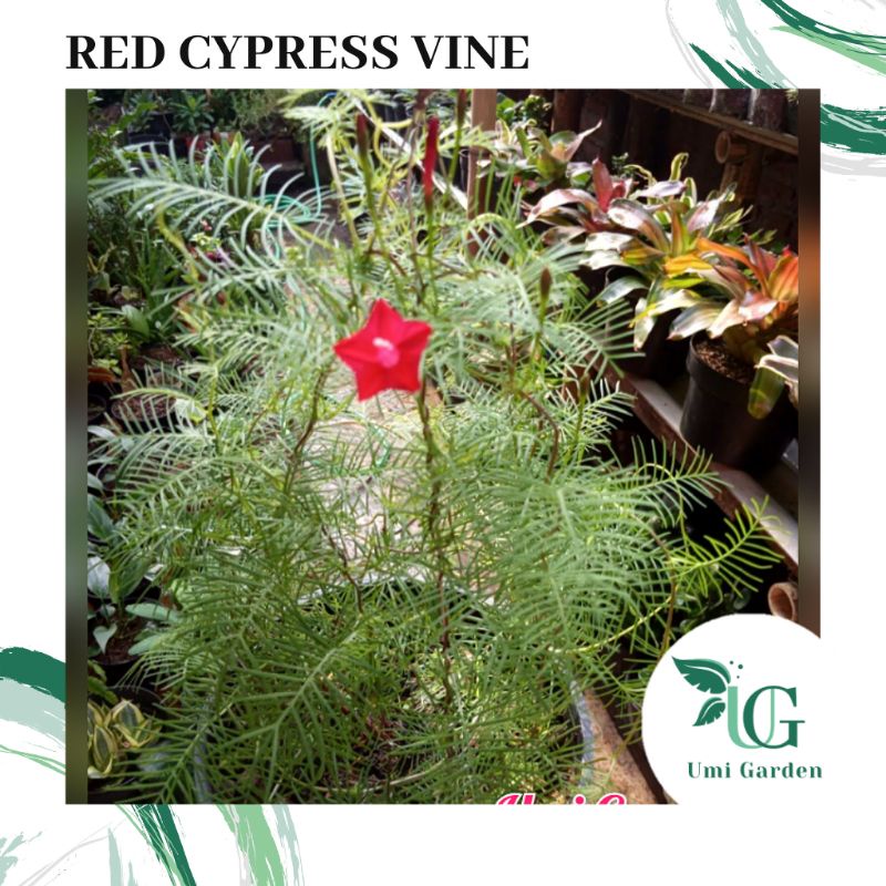 Jual 50 Biji Benih Bunga Songgo Langit Cypress Vine Merah | Shopee ...
