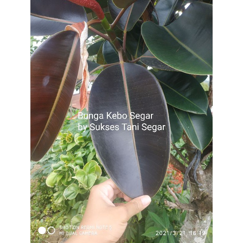 Jual daun Bunga Kebo Segar by Sukses Tani | Shopee Indonesia