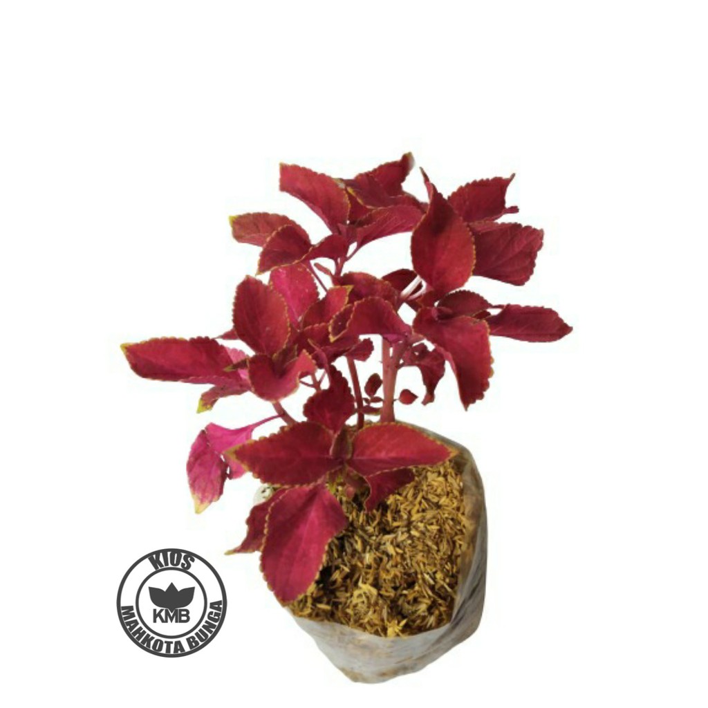 Jual Tanaman Hias Miana Merah Miyana Iler Jawer Kotok/ miana bayam ...