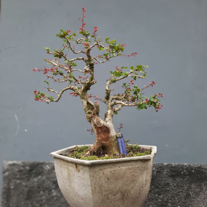 Jual Bonsai rukem pucuk merah | Shopee Indonesia