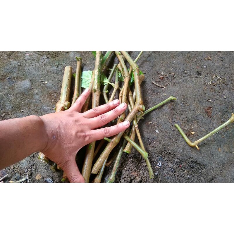 Jual bibit trichantera gigantea - ketum ayam - madre de agua | Shopee ...