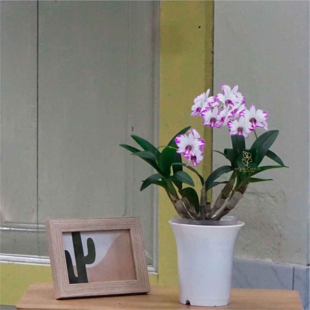 Jual Anggrek Dendrobium-Dendrobium Hybrit Enobi Splash | Shopee Indonesia