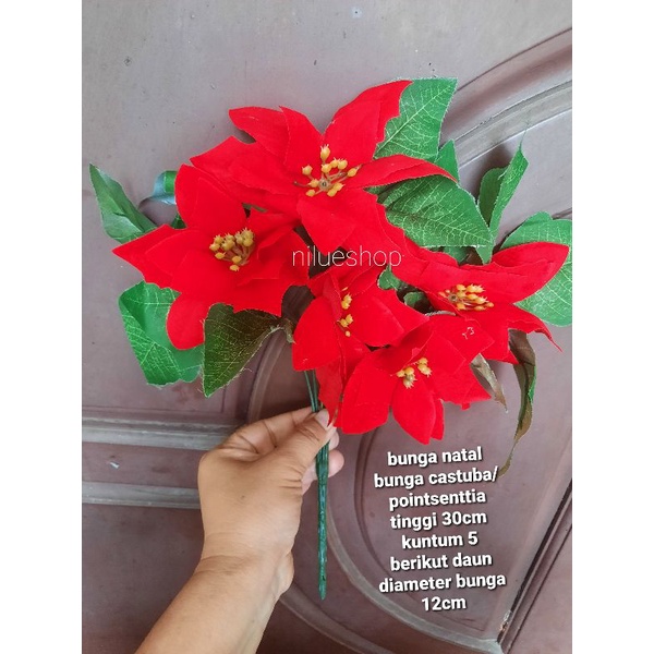 Jual BUNGA NATAL BUNGA POINSENTIA BLUDRU X5 TINGGI 30CM | Shopee Indonesia