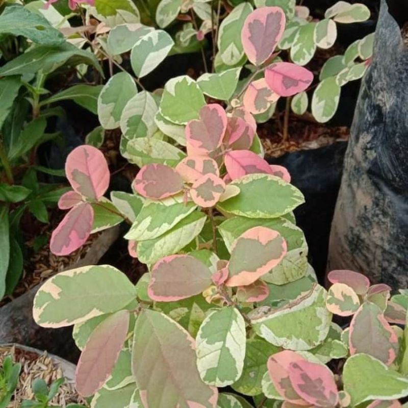 Jual TANAMAN HIAS PRETTY PINK / Tanaman Hias Daun Pink | Shopee Indonesia