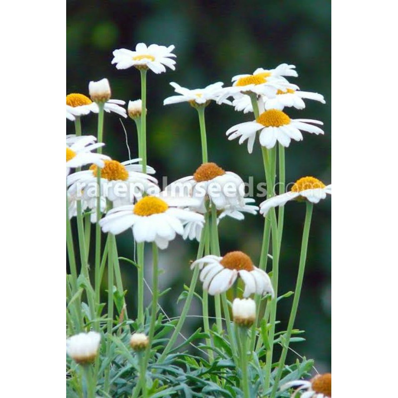 Jual 10 benih bunga Argyranthemum Species, Marguerite Daisy, Paris ...
