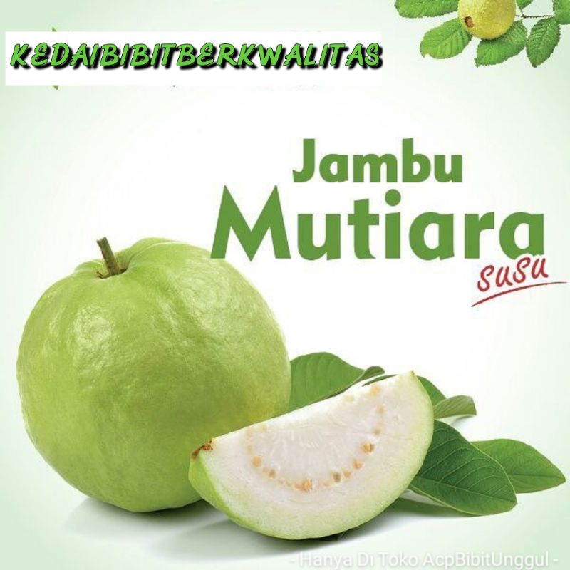 Jual bibit buah jambu mutiara non biji | Shopee Indonesia