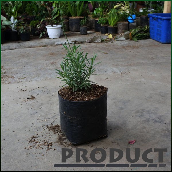 Jual Tanaman hias LAVENDER English asli TERMURAH daun wangi | Shopee ...