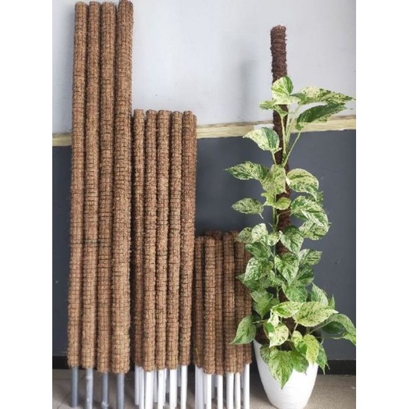 Jual TURUS 100CM,150CM TURUS PENYANGGA TANAMAN SERABUT KELAPA | Shopee ...