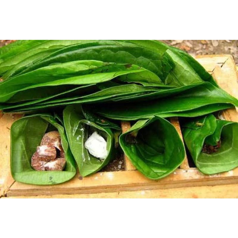 Jual Paket Nginang Daun Sirih / Nyeupah Daun Sirih 1 Paket | Shopee ...