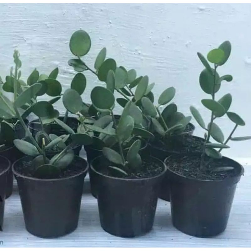 Jual Tanaman hias silver dolar plant xerosicyos dangunyi | Shopee Indonesia