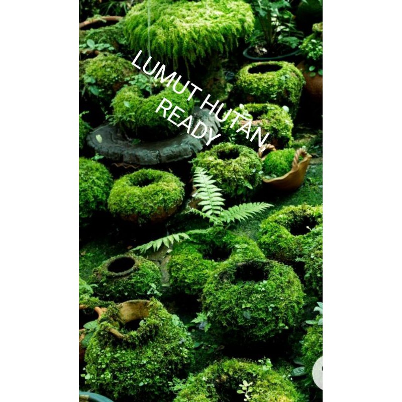 Jual Lumut hutan, forest moss, lumut segar 2kg | Shopee Indonesia