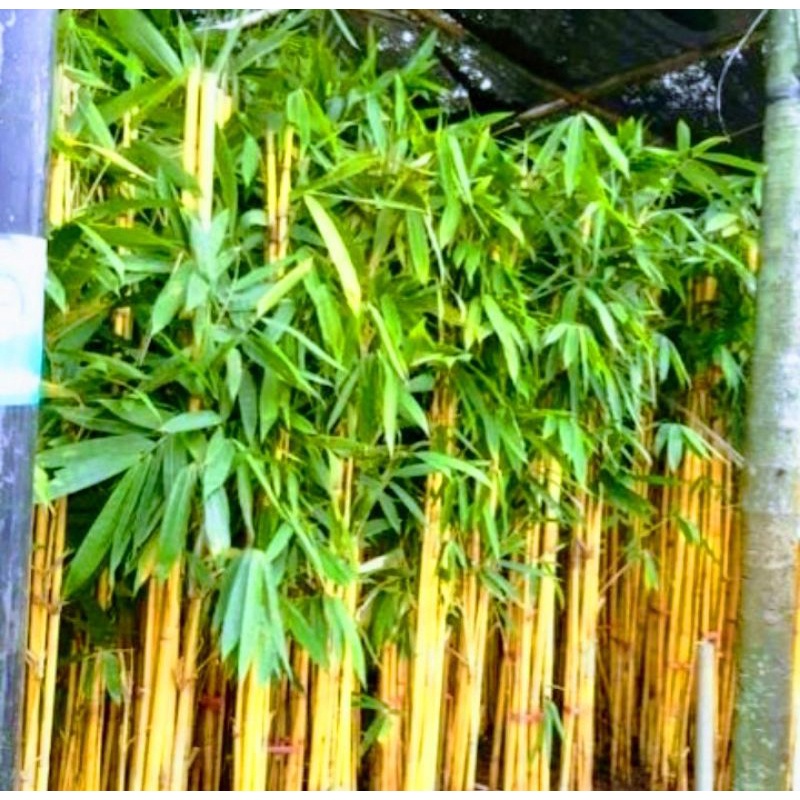 Jual Bibit pohon Bambu Kuning Rimbun | Shopee Indonesia