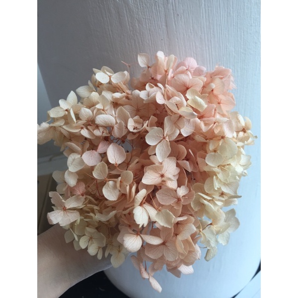 Jual [2gr] hydrangea light pink peach preserved flower / dried flower ...