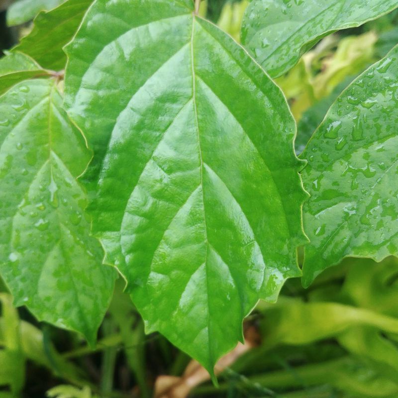 Jual Daun bungli atau kayu lanang segar 500 gram | Shopee Indonesia