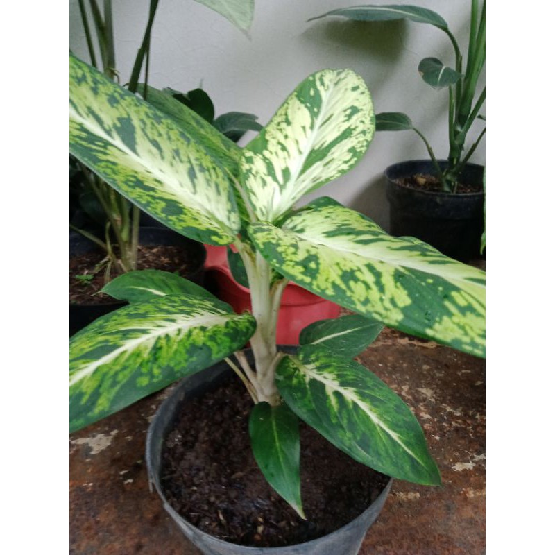 Jual Tanaman Hias Bunga Divenbachia Amarilliss Brazil, dg perpaduan ...