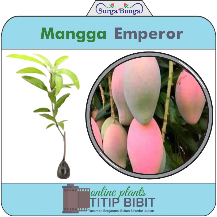 Jual Mangga Emperor ( Mangifera indica.) tanaman buah dalam pot ...