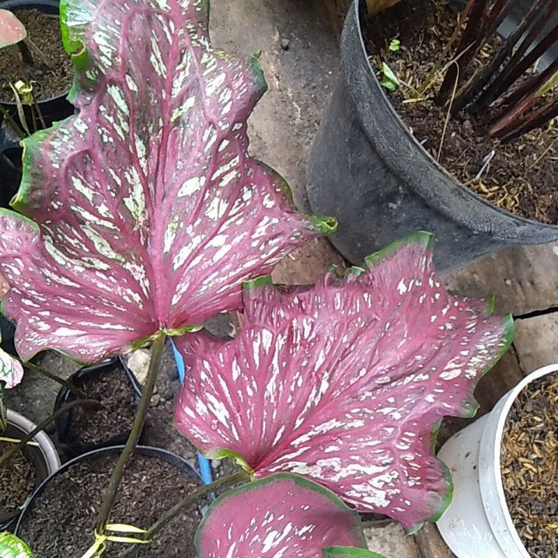 Jual Keladi Lance Whorton Caladium Thailand Ungu dan Merah | Shopee ...