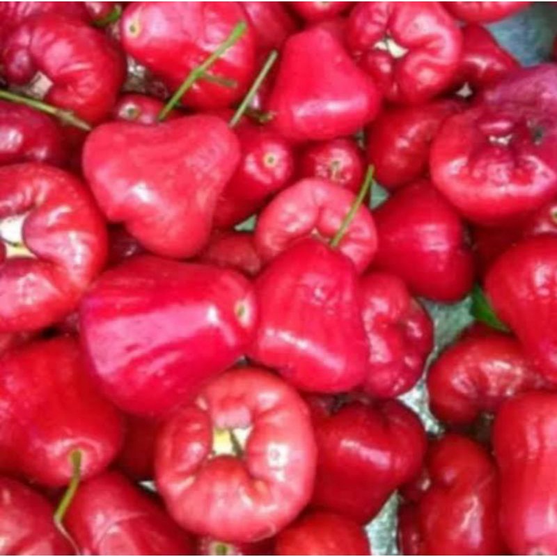 Jual Jambu air rujak 1kg | Shopee Indonesia