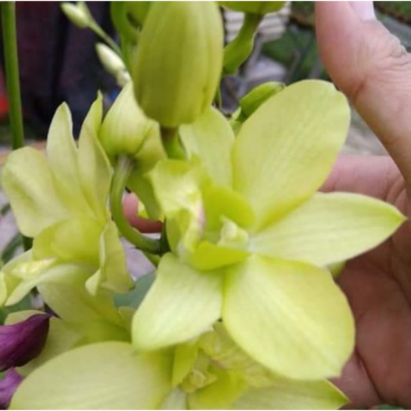 Jual Pohon Anggrek Dendrobium Aridang Green Spike Pohon Bunga Anggrek ...