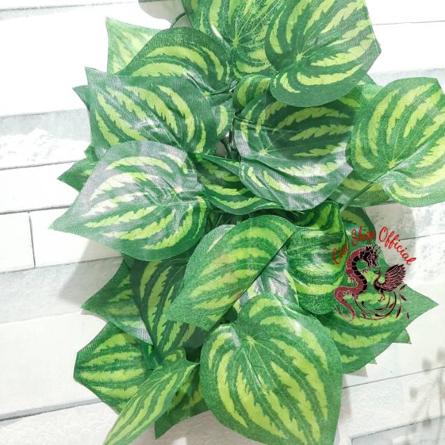 Jual 2m daun rambat/daun rambat semangka/daun rambat sirih/daun rambat ...