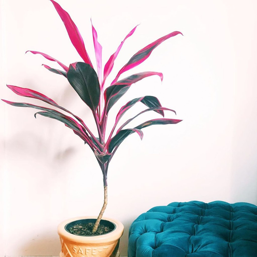 Jual TANAMAN HIAS Hanjuang andong daun pink (cordyline fruticosa ...