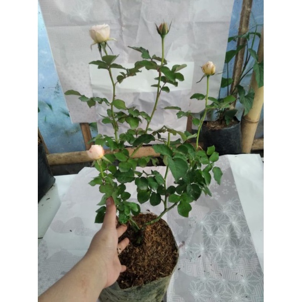 Jual mawar import juliet dewasa | Shopee Indonesia