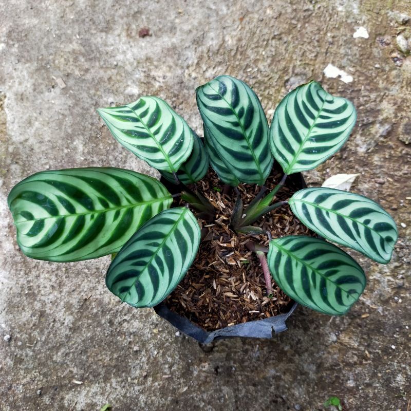 Jual calathea stromata maranta merak | Shopee Indonesia