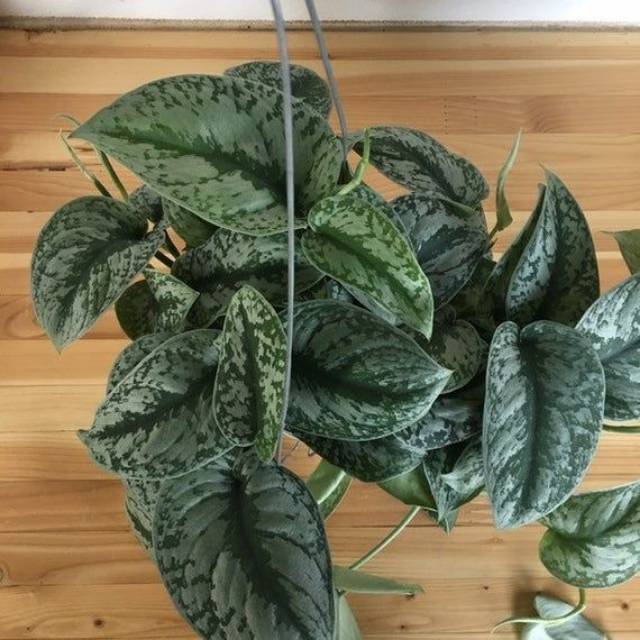 Jual Tanaman hias bunga rambat gantung sirih scindapsus pictus exotica ...