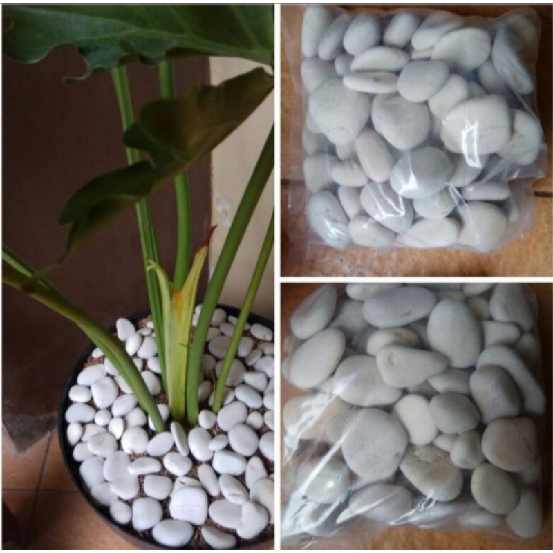 Jual Batu Hias | Taman | Aquascape - Koral putih 1 kg | Shopee Indonesia