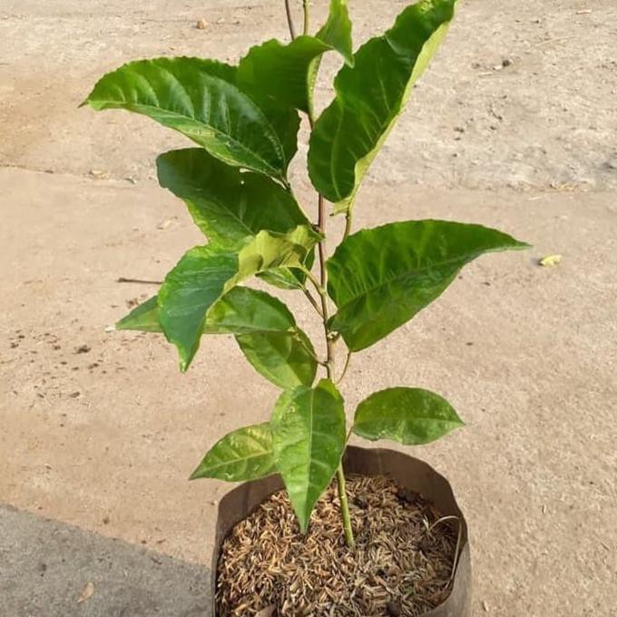 Jual Bibit Tanaman Buah Markisa Bibit Markisa Pohon Markisa Passiflora Oflor33 Segera Dapatkan ...