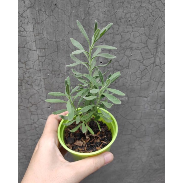 Jual Tanaman Herbal Lavender Gold Creek daun wangi / Lavender gol krek ...