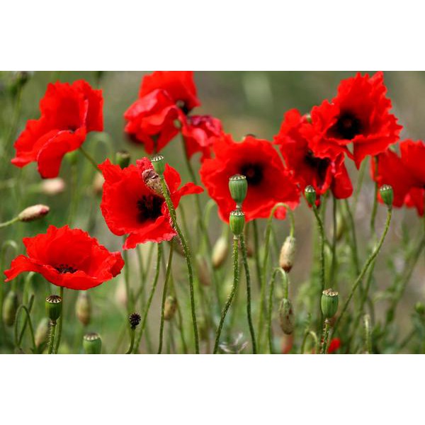 Jual Bibit Benih Biji Bunga Poppy Papaver Rhoeas Red - Benih Tanaman ...