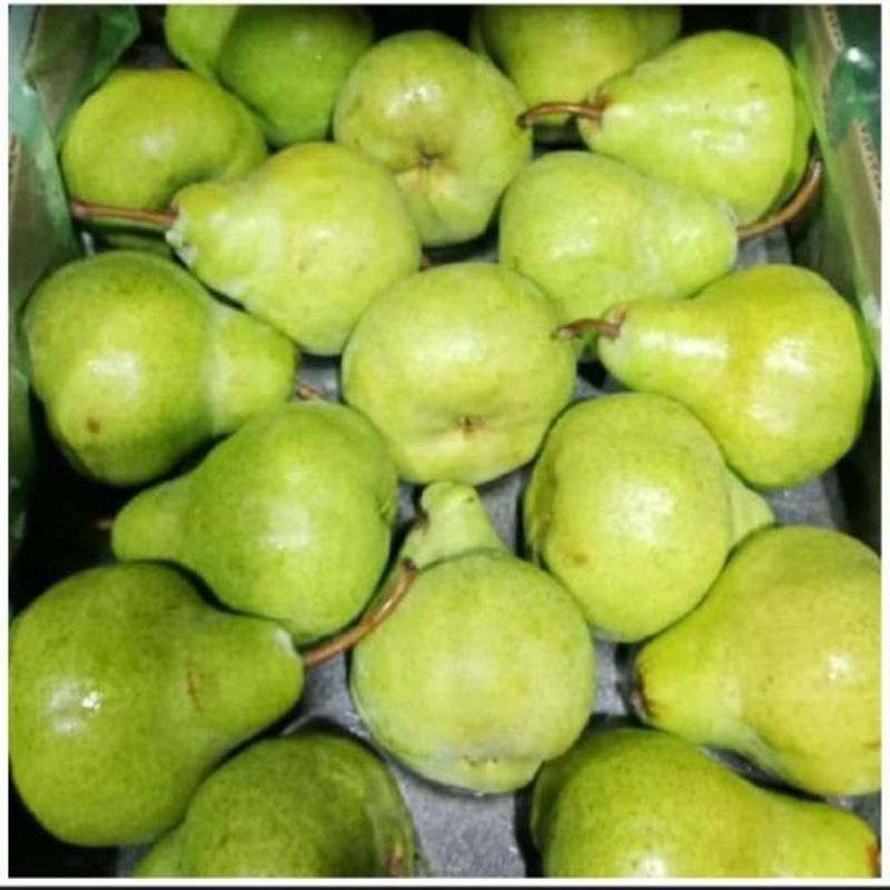 Jual pear packham afrika 1kg | Shopee Indonesia