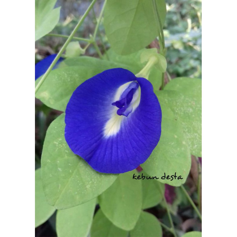 Jual Benih bunga telang biru isi 300 biji | Shopee Indonesia