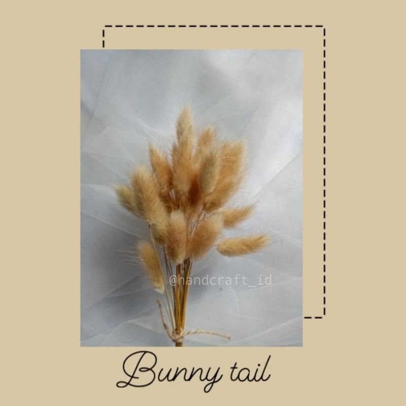 Jual 10 TANGKAI BUNNY TAIL / BUNGA EKOR KELINCI / LAGURUS / BUNGA ...