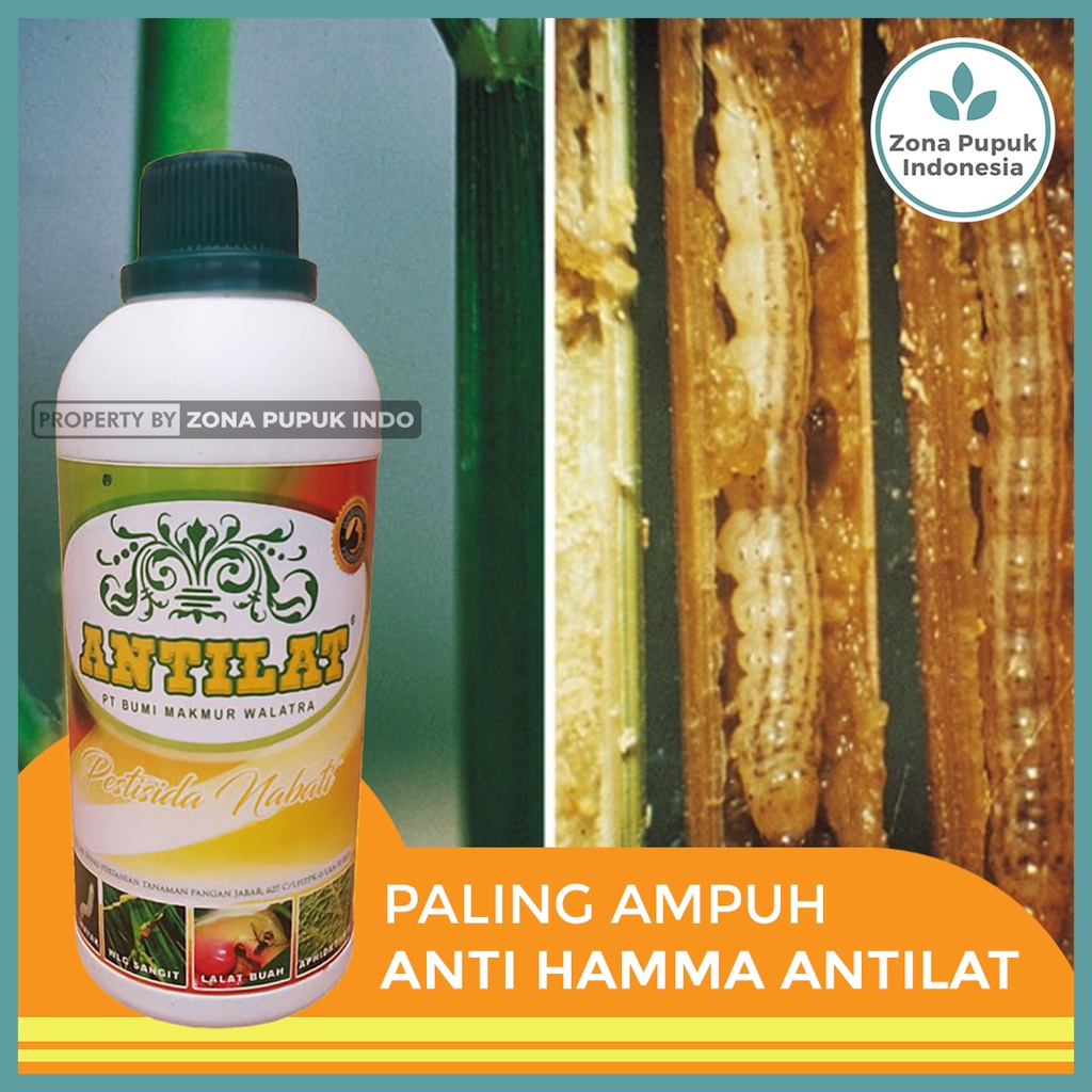 Jual Pupuk Pestisida Organik Cair Pembasmi Hama Tanaman Obat Anti Hama Racun Ulat Grayak ANTILAT ...