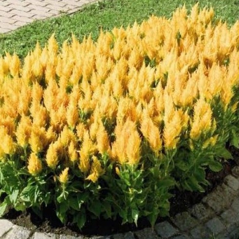 Jual Tanaman Hias Bunga Celosia Kuning / Jengger ayam | Shopee Indonesia