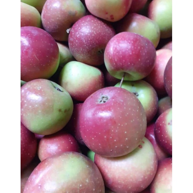 Jual apel malang roombeauty 1kg 10-15 buah untuk diet dan hipertensi ...