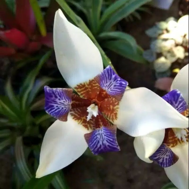 Jual Tanaman hias Bunga Neomarica Gracilis | tanaman hias bunga iris ...