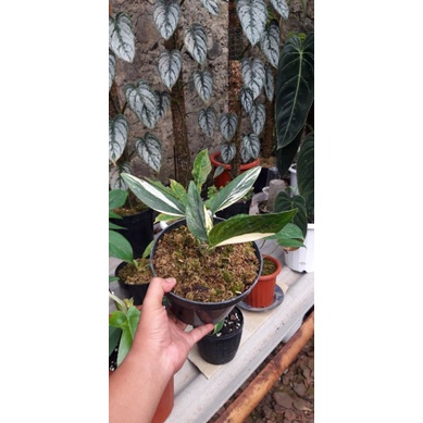 Jual Monstera Standleyana Variegata Putih | Shopee Indonesia