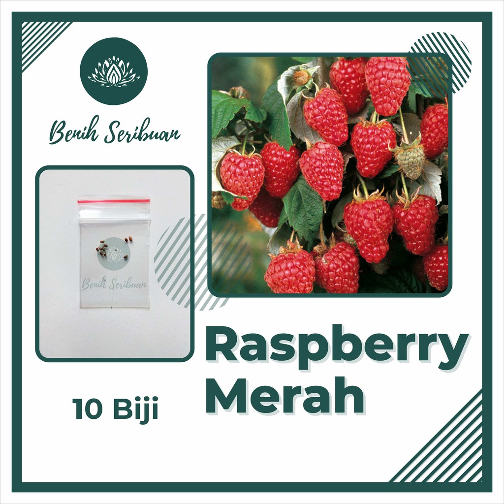 Jual 10 Benih Bibit Raspberry Merah Tanaman Buah Buahan Rasberry Red ...